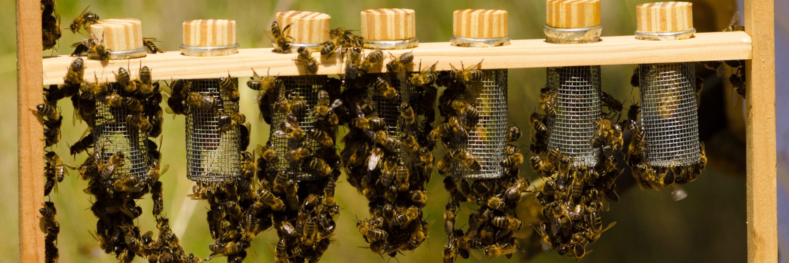 Ръководство за придаване на неоплодени пчелни майки - Apis Donau - Апис ...