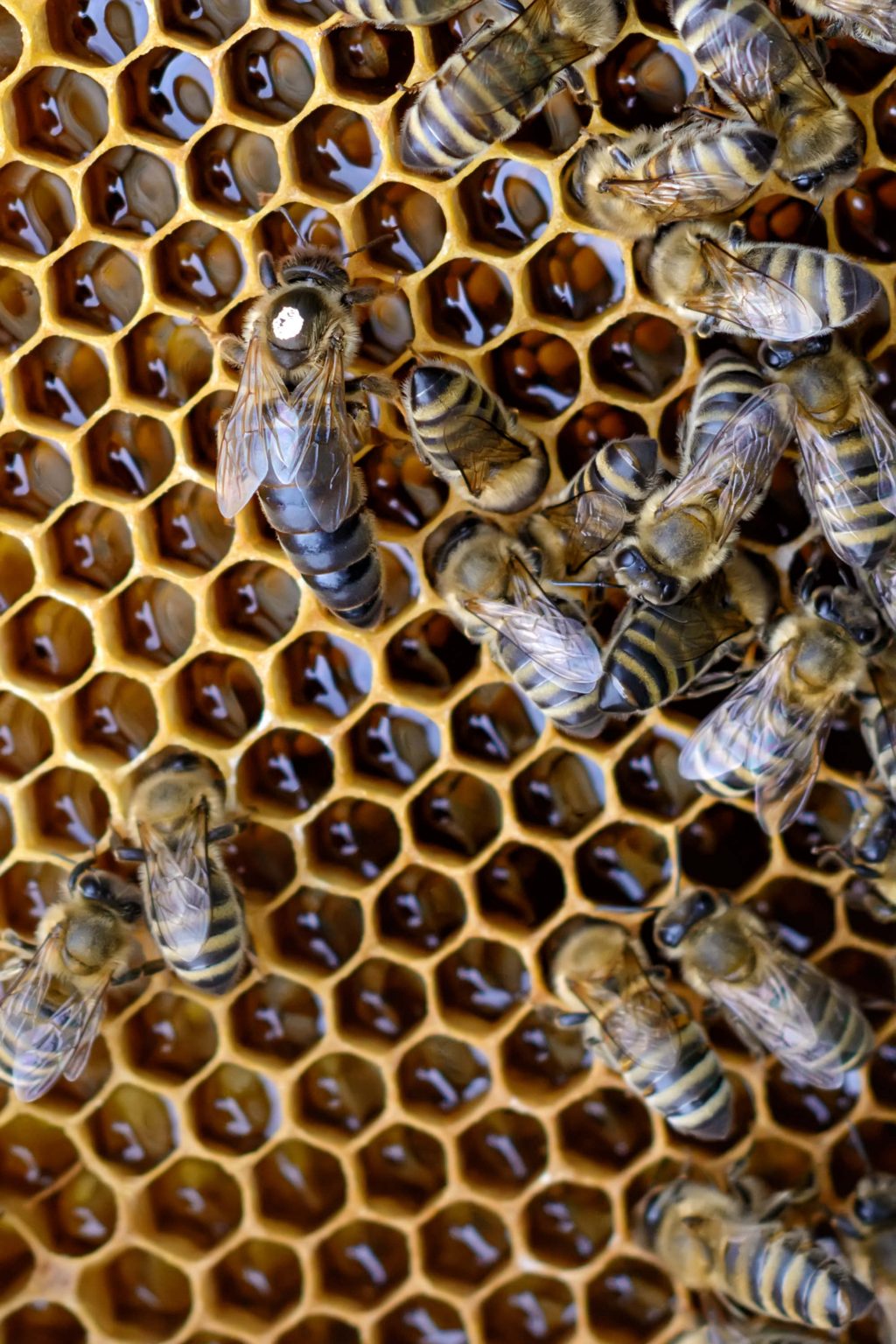 Vendita Api Regine Selezionate Carniche • Fecondate • Inseminate