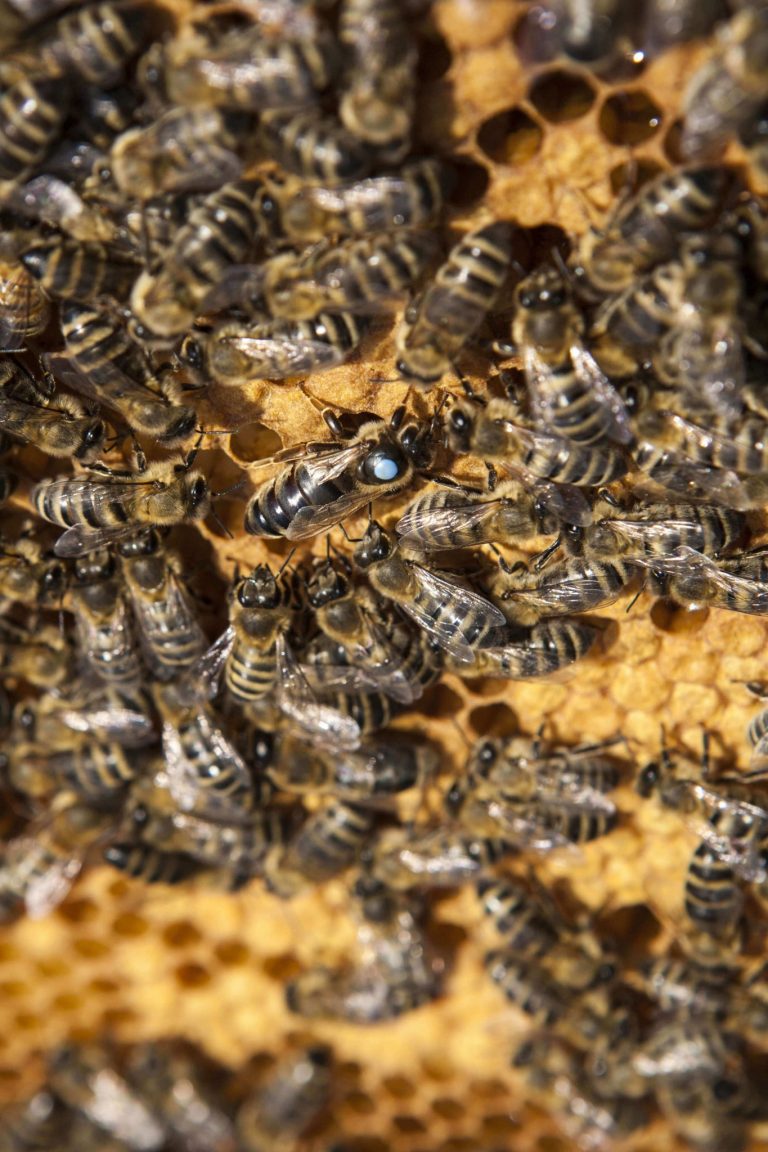 Vendita Api Regine Selezionate Caucasica • Fecondate • Inseminate