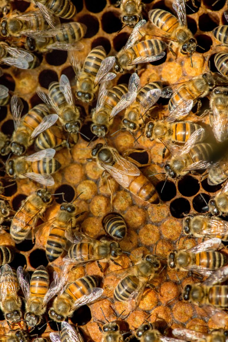 Vendita Api Regine Selezionate Buckfast • Fecondate • Inseminate