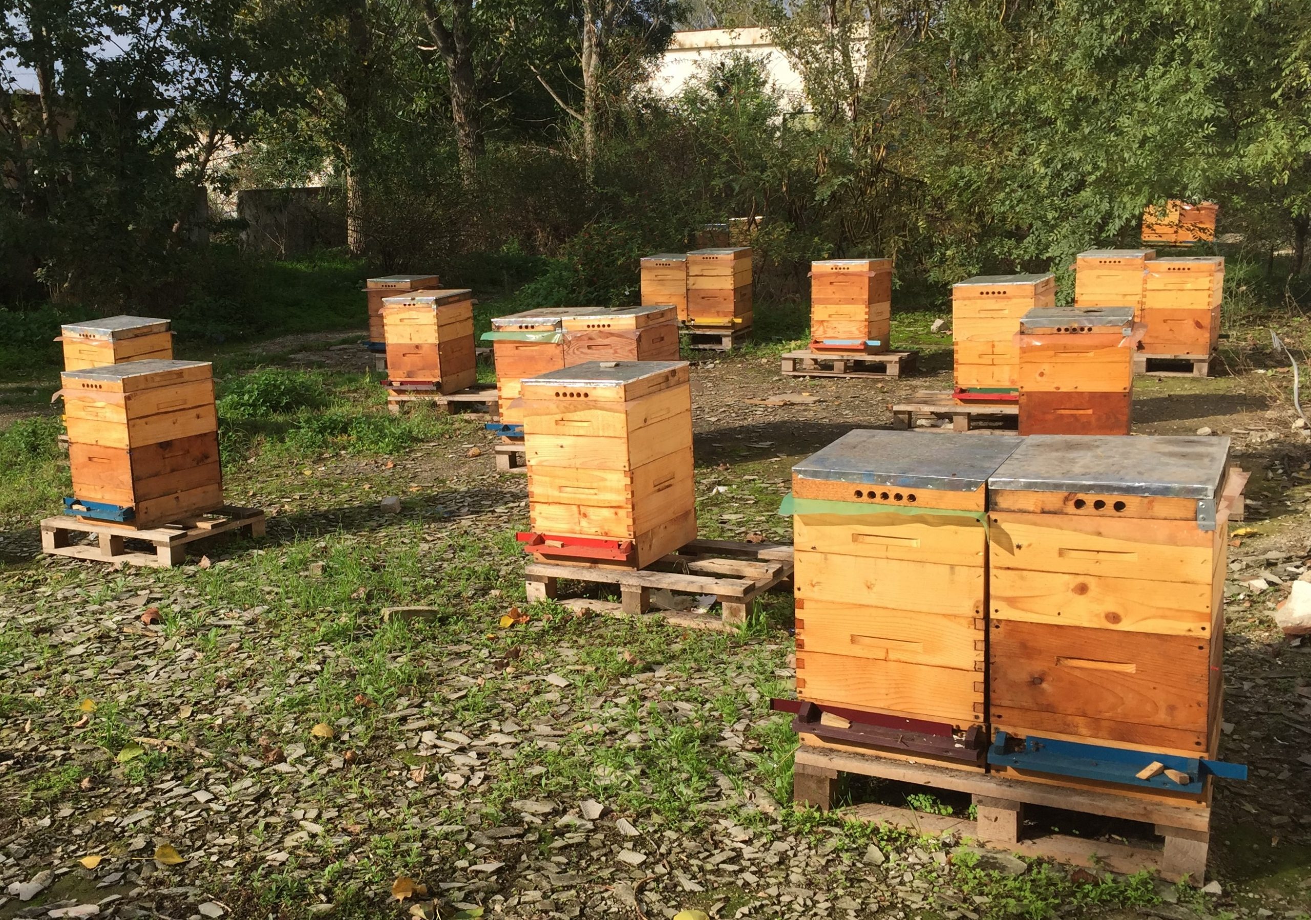 Useful beekeeping information