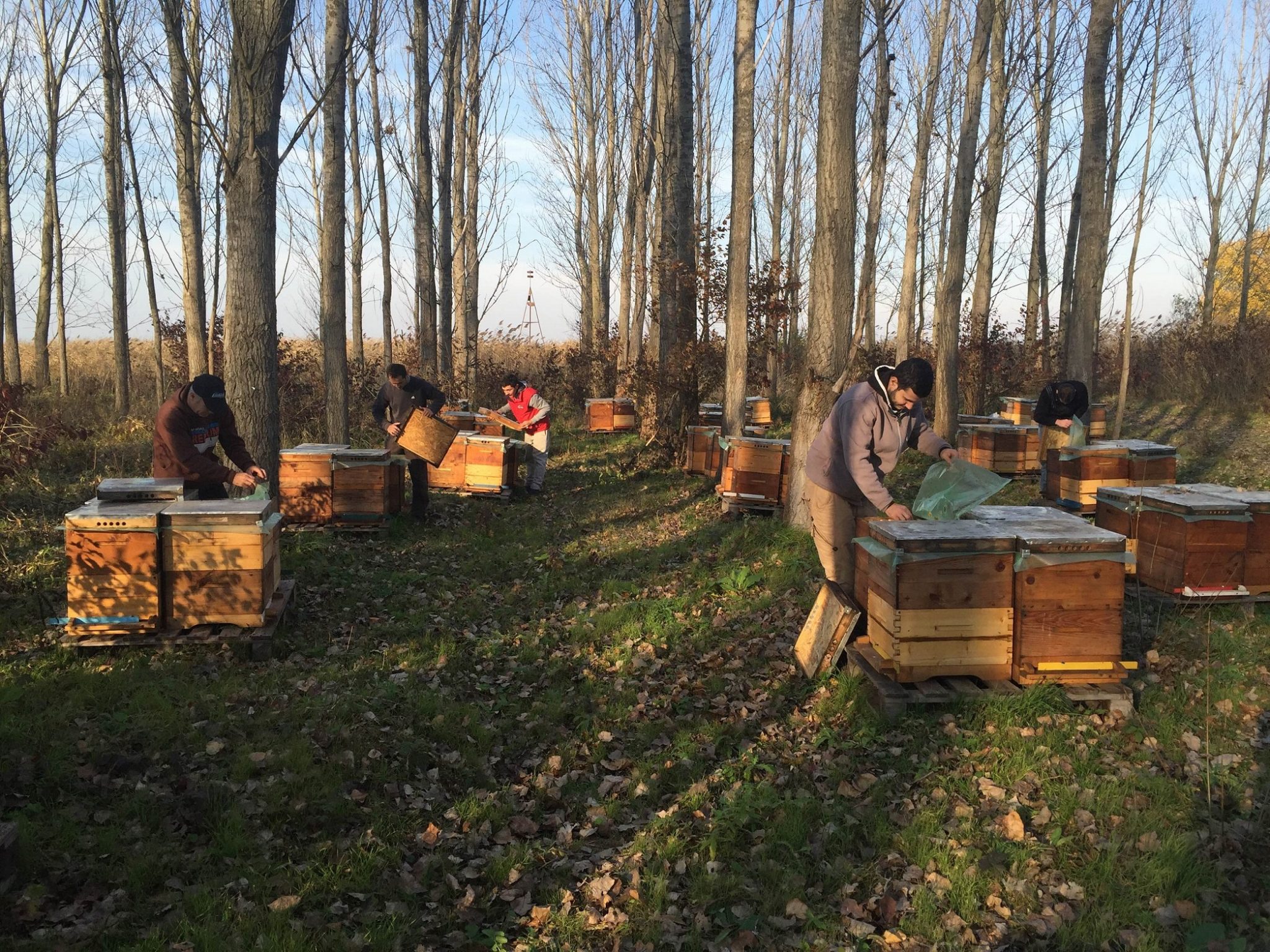 About us - Apis Donau