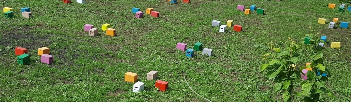 Apis Donau – Queen Bees for Sale – Naturally or Artificially Inseminated