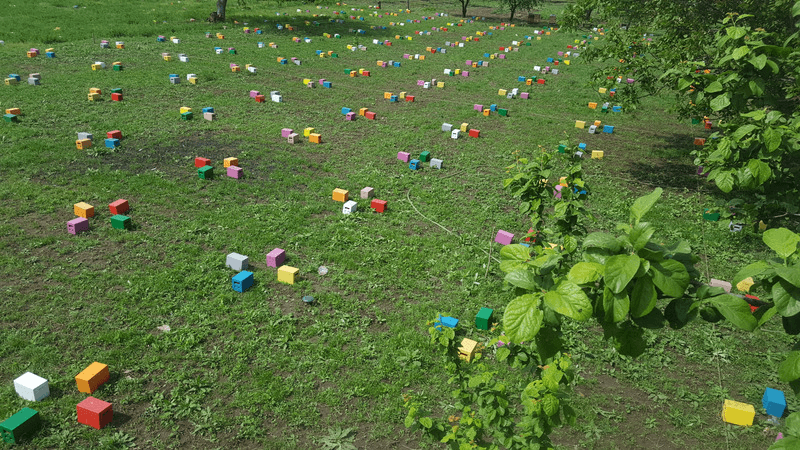 Queen Bees for Sale – Naturally Mated or Artificially Inseminated ...